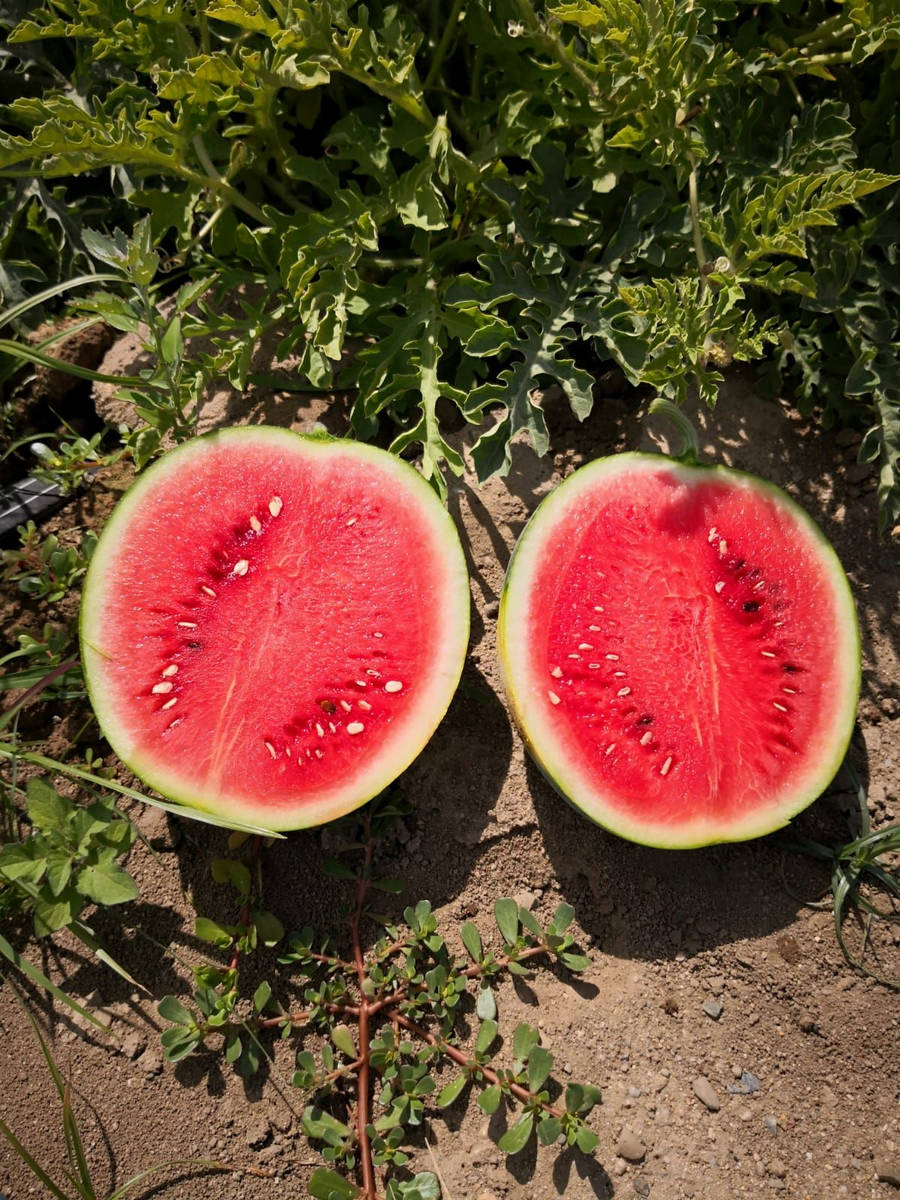 Sementi Angurie minirossa - LamboSeeds - Benessere dagli ortaggi