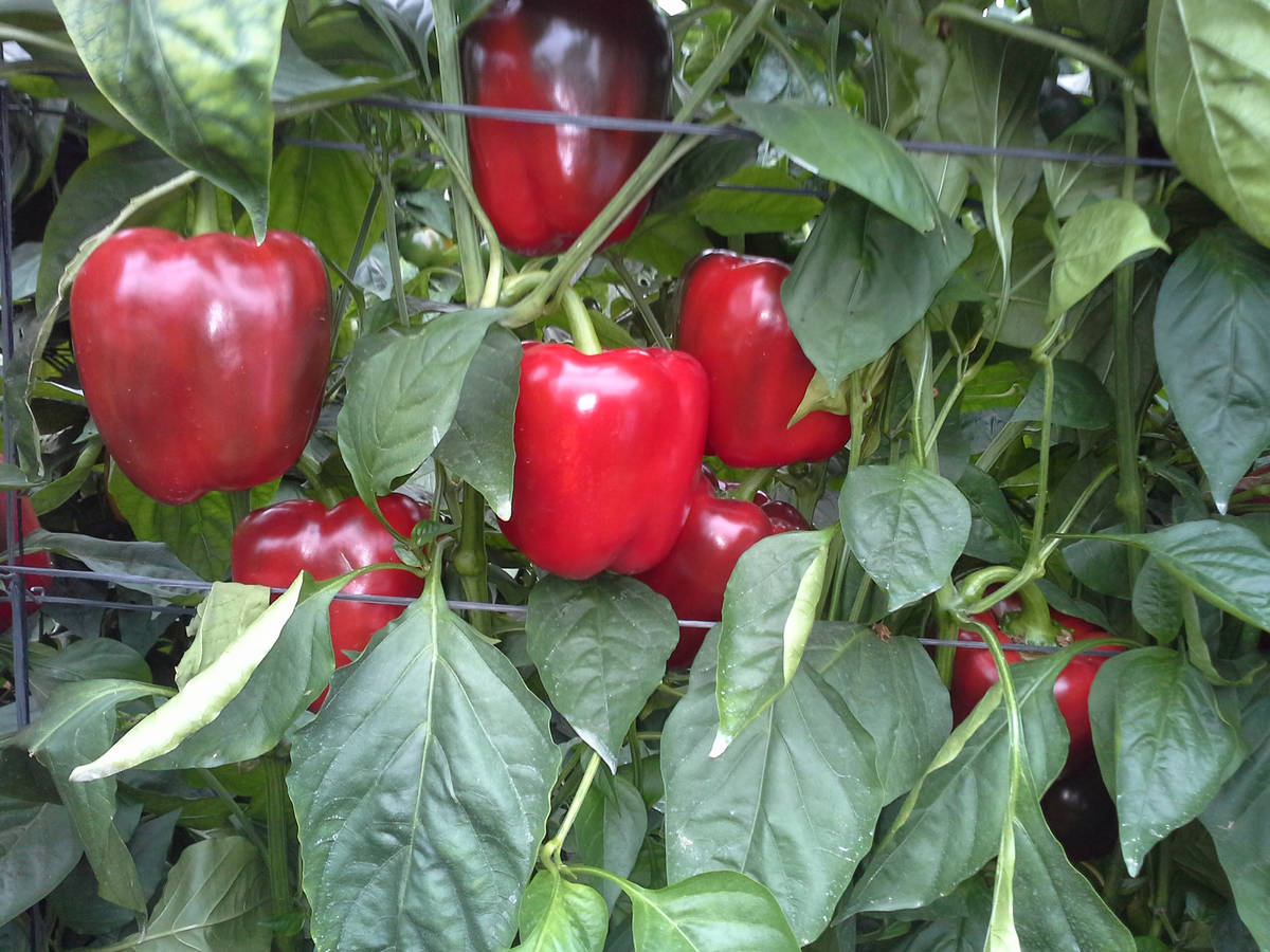 Sementi per peperone dolce pp ls 2112 | Lamboseeds