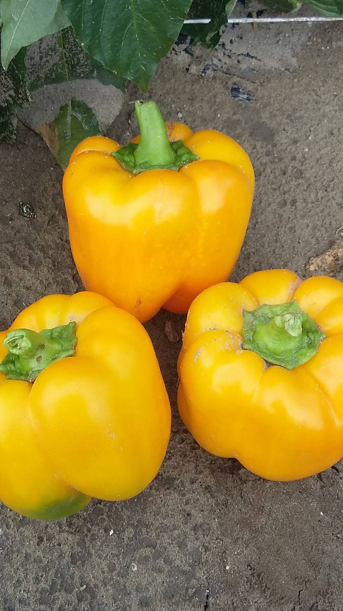 Sementi per peperone dolce pp ls 2385 | Lamboseeds