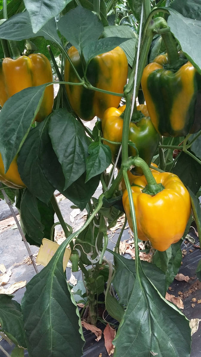 Sementi per peperone dolce pp ls 2442 | Lamboseeds